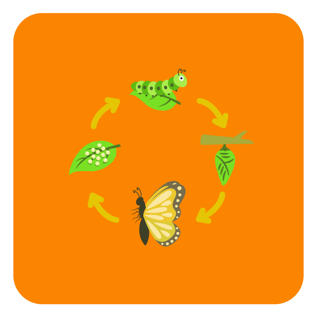 Grade 1 - Life Science: Life Cycle of a Butterfly, Plant, and Frog ...